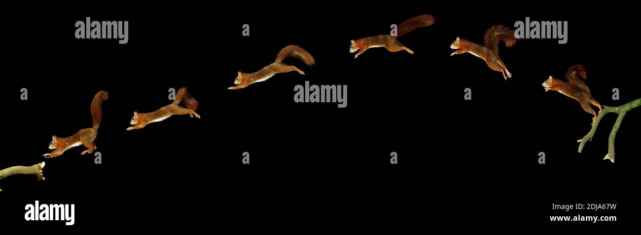 Red Squirrel, sciurus vulgaris, Male Leaping, Movement Sequence Stock ...