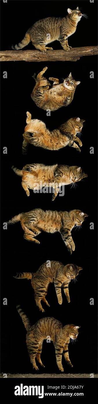 Falling cat sequence hi-res stock photography and images - Alamy