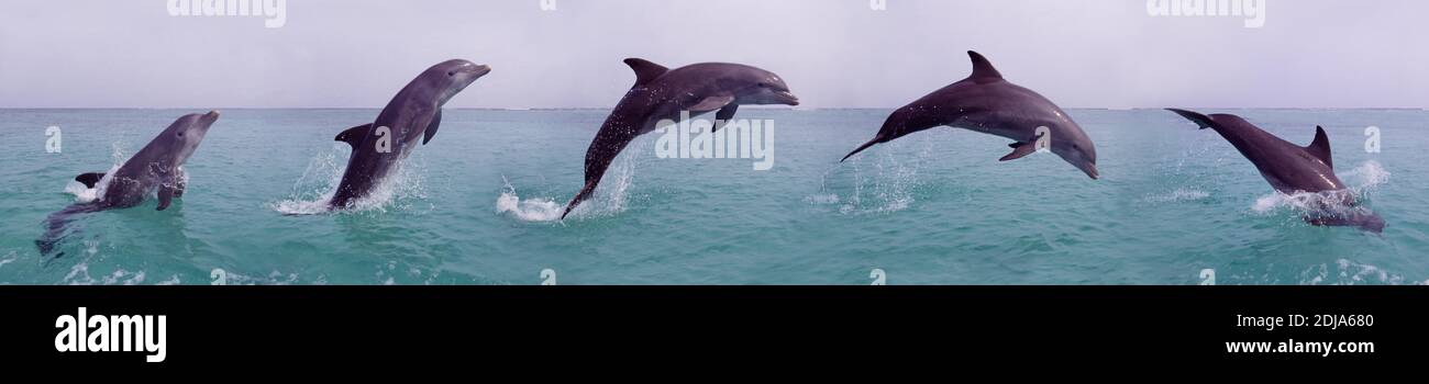 Bottlenose Dolphin, tursiops truncatus, Adult Leaping, Movement ...