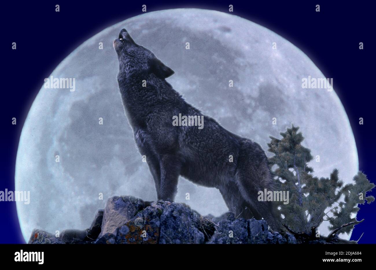European Wolf, canis lupus, Adult Howling at the Moon Stock Photo - Alamy