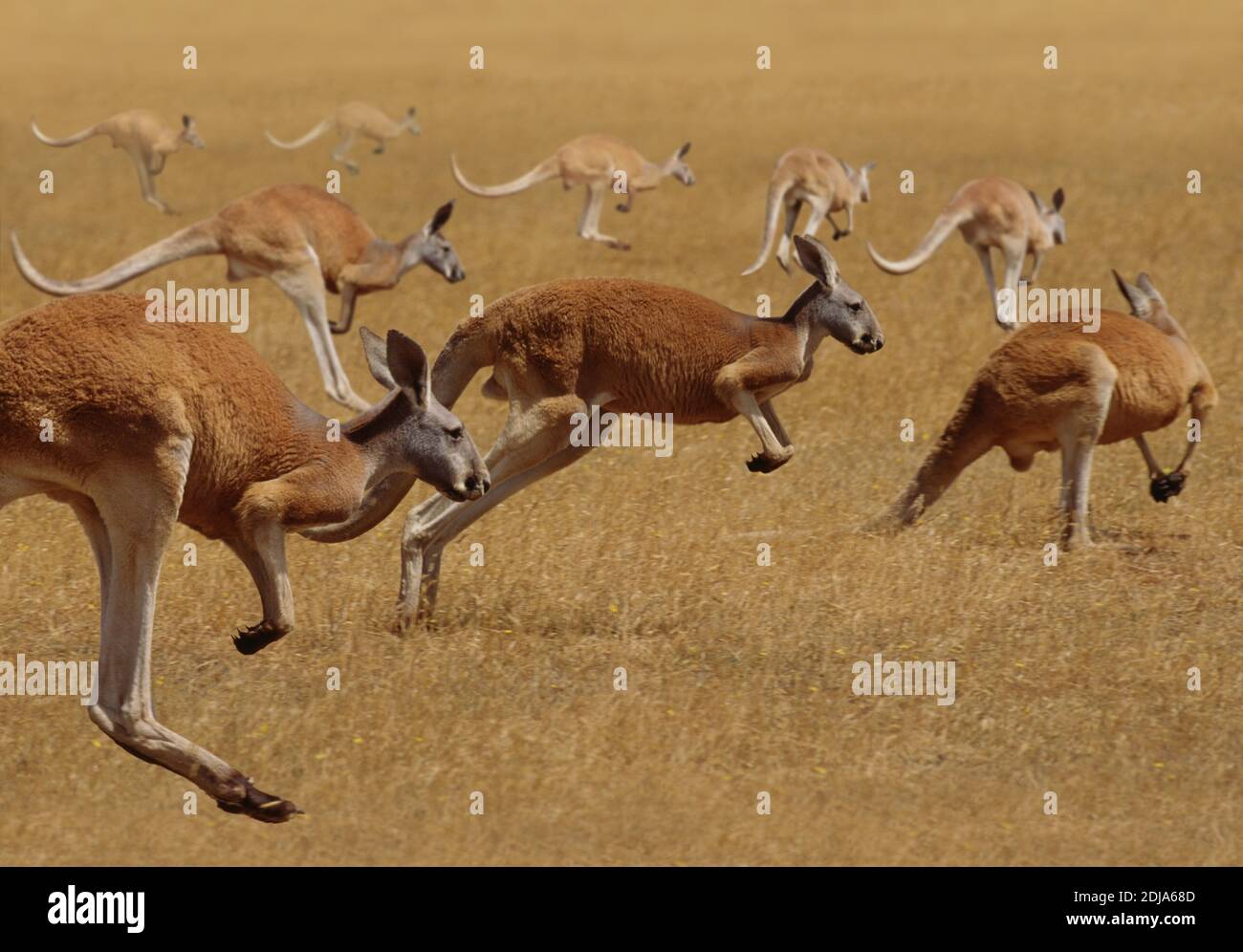 Red Kangaroo, macropus rufus, Group running Stock Photo - Alamy