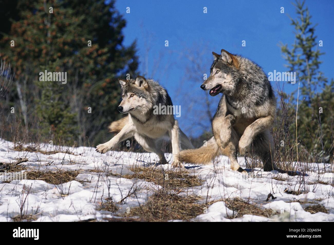 North American Grey Wolf, canis lupus occidentalis, Adults running on ...