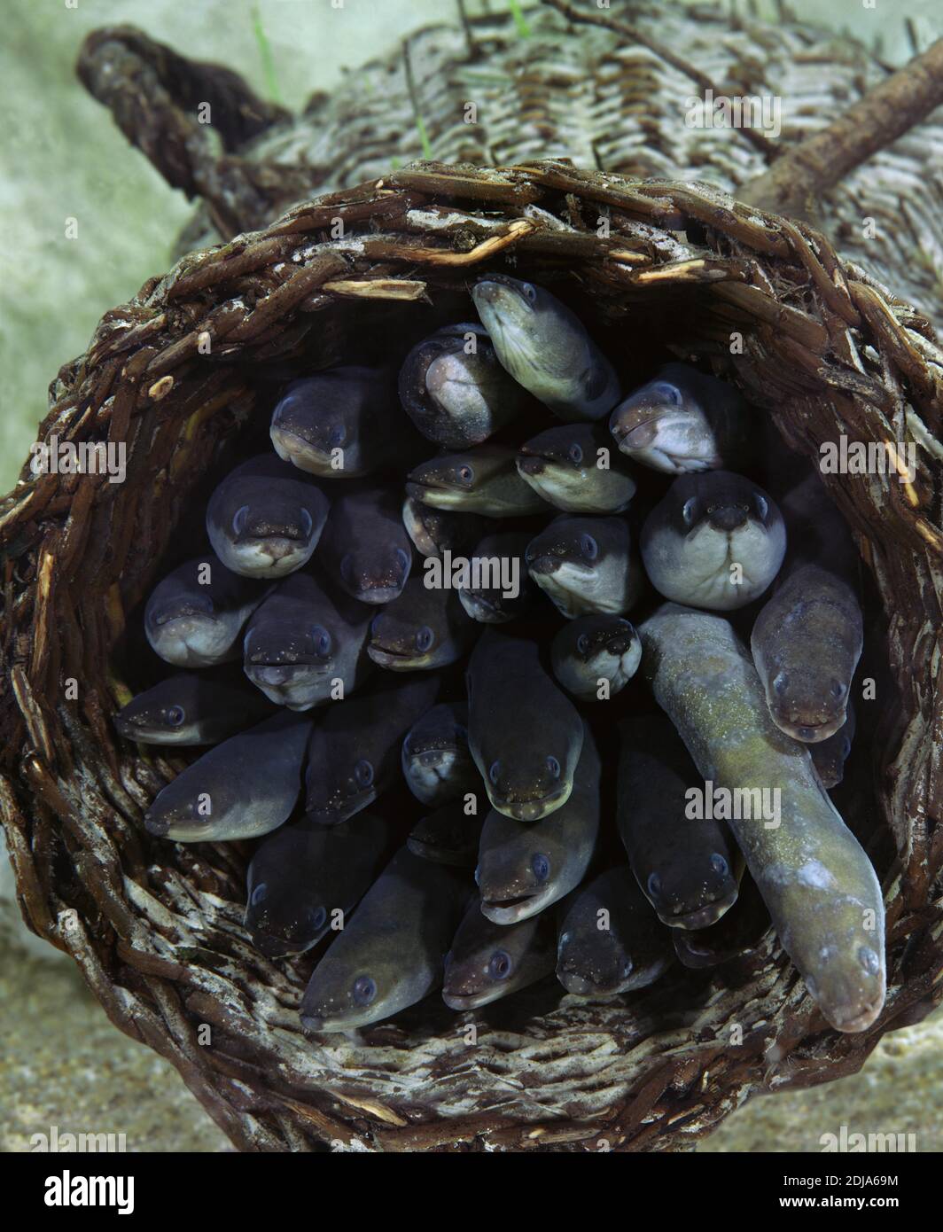 Common Eel or European Eel, anguilla anguilla Stock Photo - Alamy