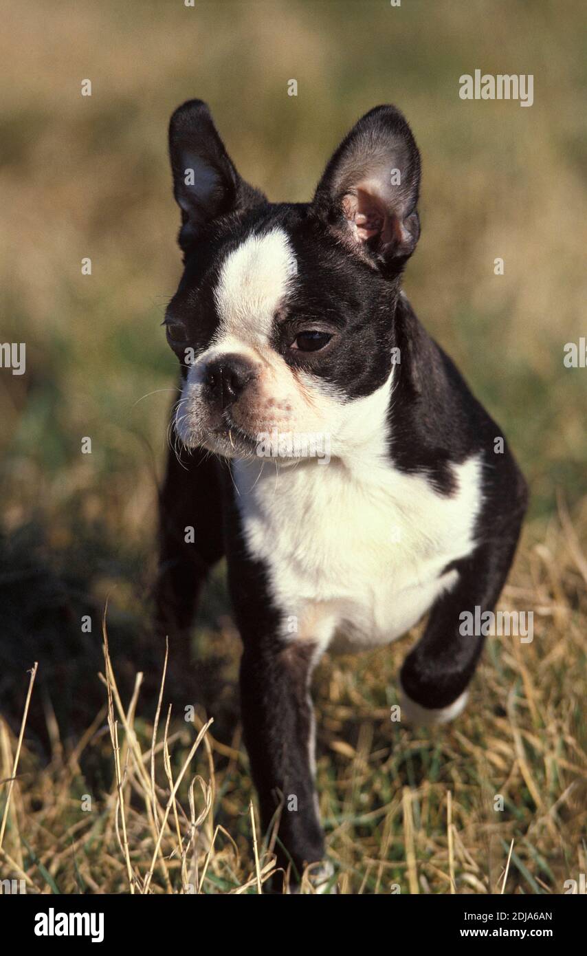 Boston terrier canis familiaris hi-res stock photography and images - Alamy