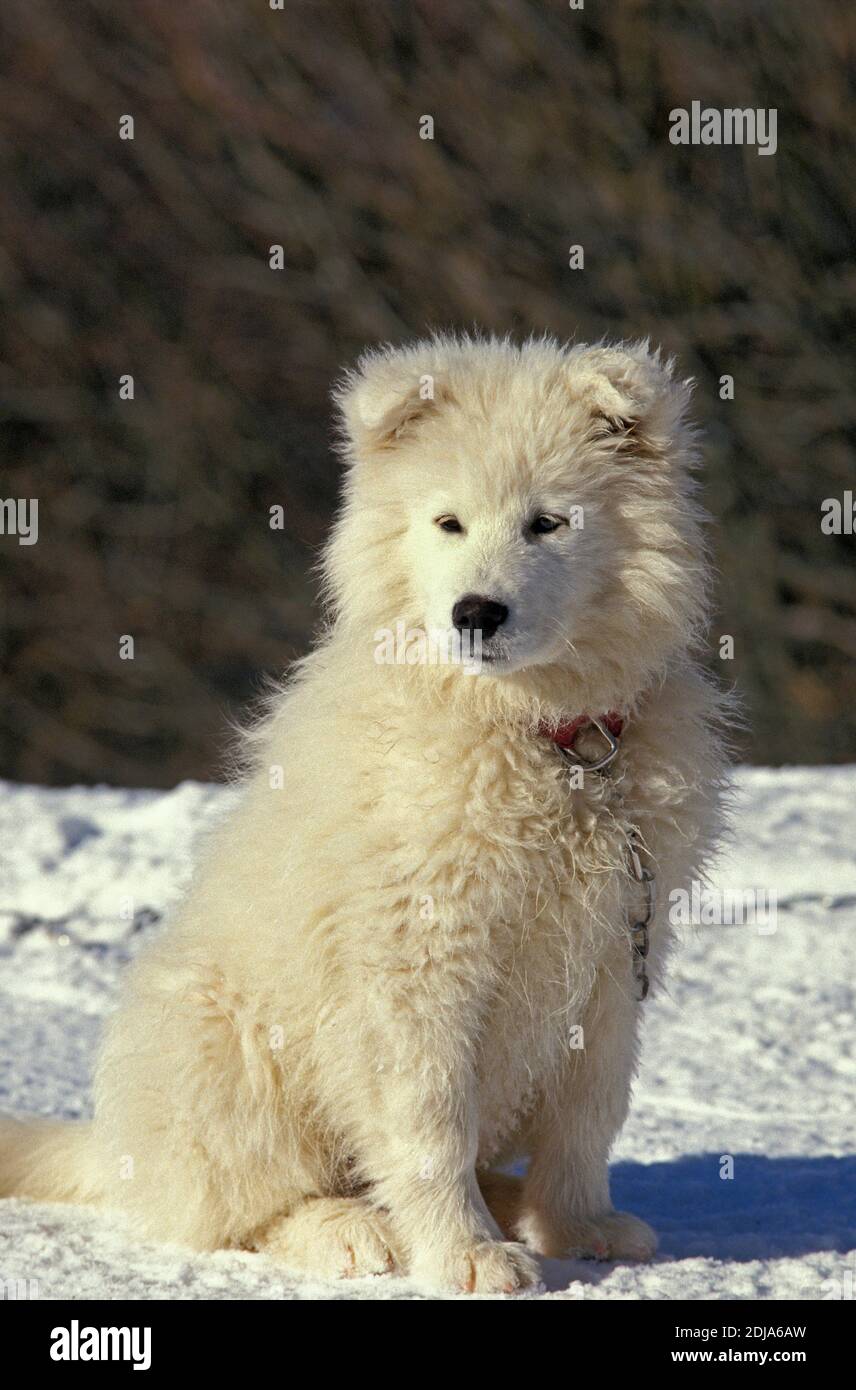 Samoyed front view hi-res stock photography and images - Alamy