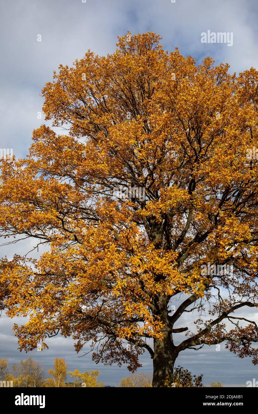 Oak tree with golden autumn foliage in sunny day. Colorful autumn ...