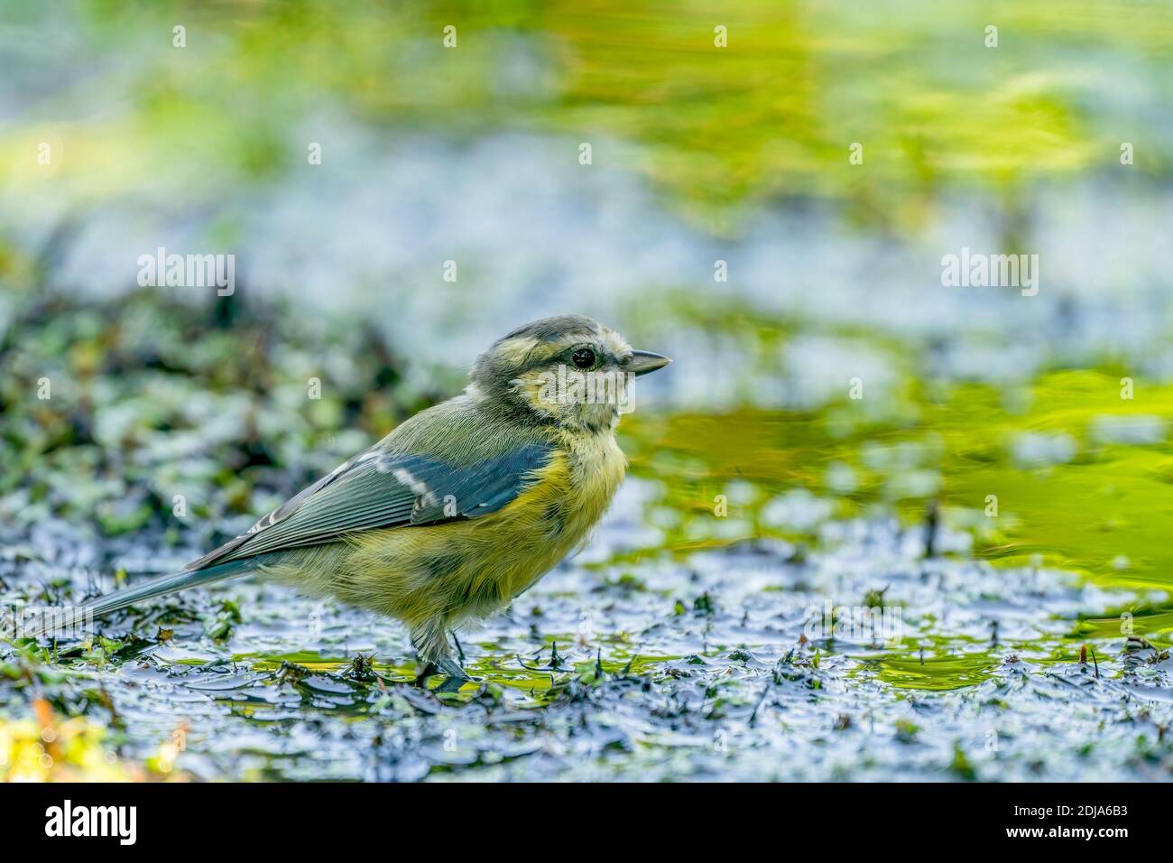 A Great Tit sits in muddy yellow green water. Very detailed feathers ...