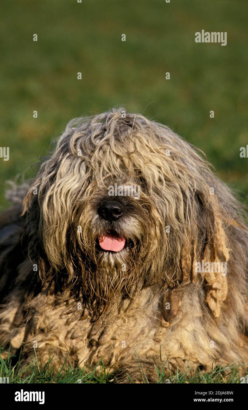 Bergamasco sheepdog hi-res stock photography and images - Alamy