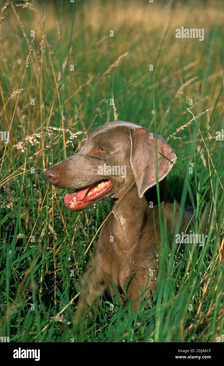 Weimar pointing dog hi-res stock photography and images - Alamy