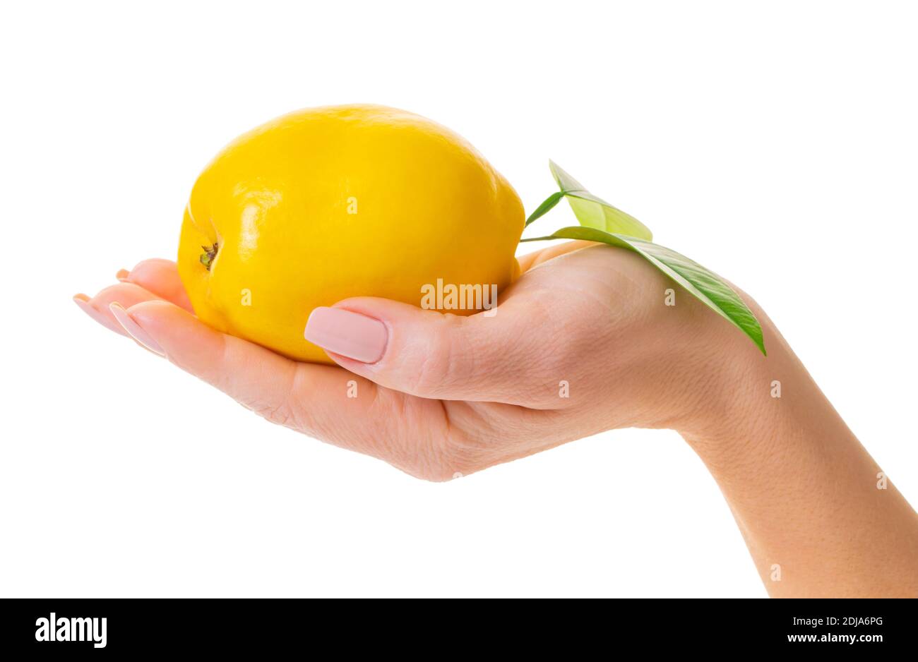 quince fruit in hand on white isolated background Stock Photo - Alamy