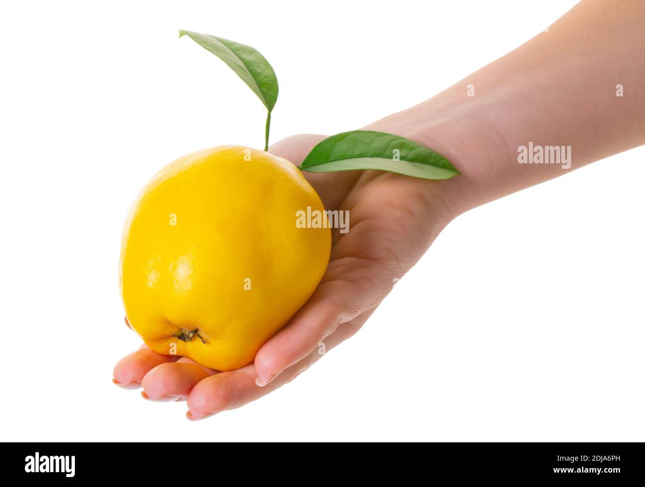 quince fruit in hand on white isolated background Stock Photo - Alamy