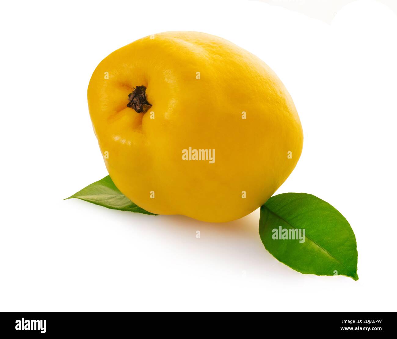 quince fruit on white isolated background with clipping patch Stock ... quince fruit on white isolated background with clipping patch Stock ...