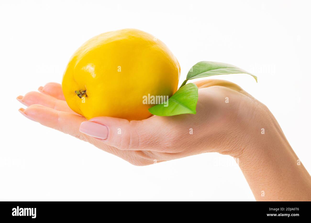 quince fruit in hand on white isolated background Stock Photo - Alamy