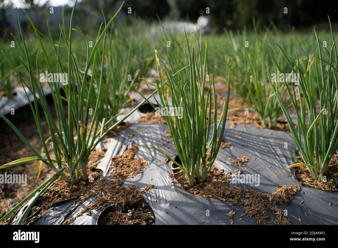 Green onions growing in the garden. Spring vegetables Stock Photo - Alamy