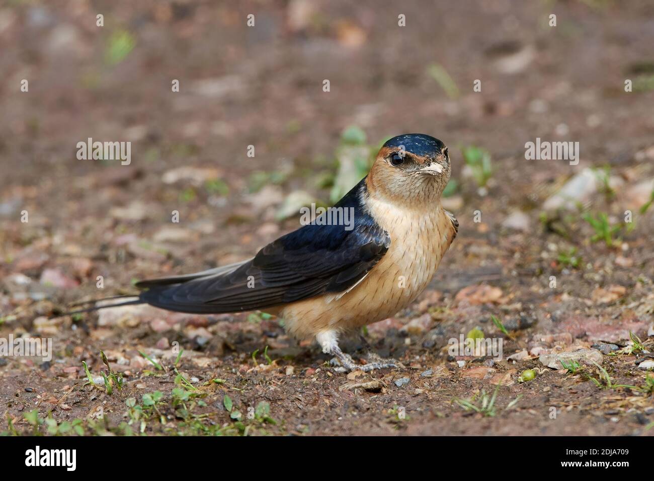 Red-rumped swallow (Cecropis daurica) in its natural enviroment Stock ...