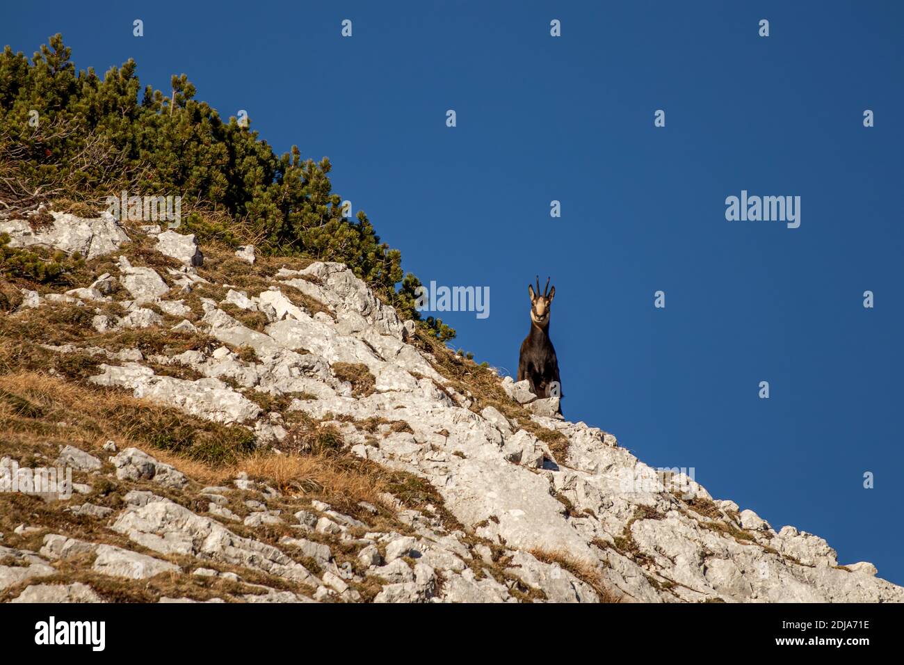 Chamois at the top of mountain range Stock Photo - Alamy