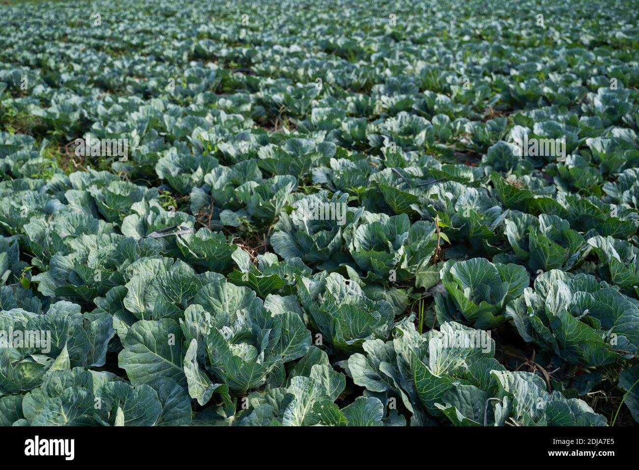 Portrait view of a freshly growing cabbage field Stock Photo - Alamy