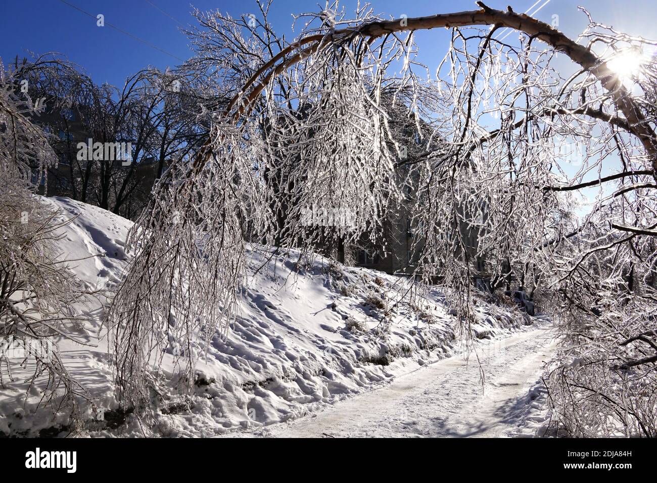 After a freezing rain, all branches are covered with ice and the tree ...