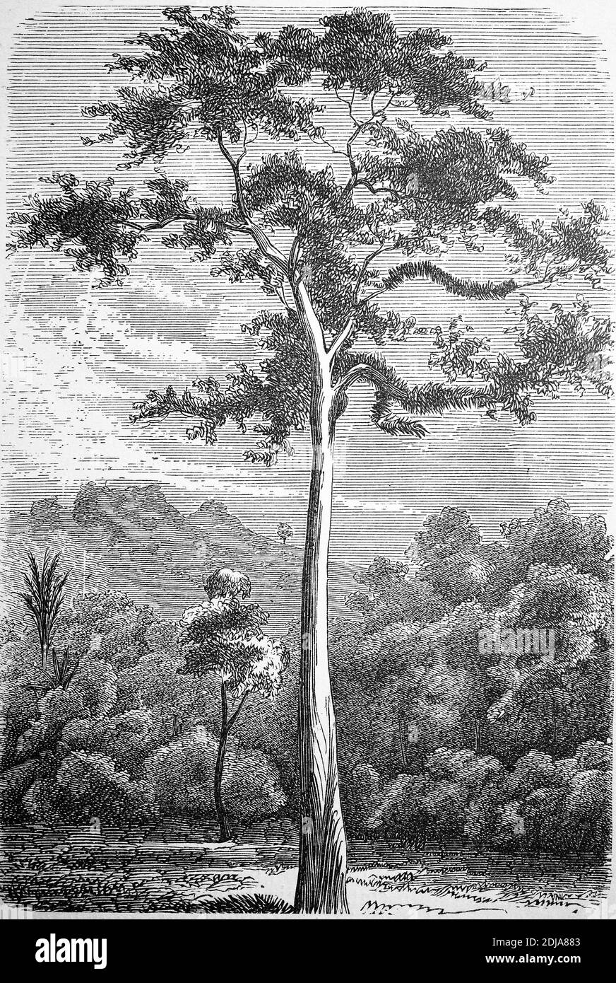 Javanischer hi-res stock photography and images - Alamy