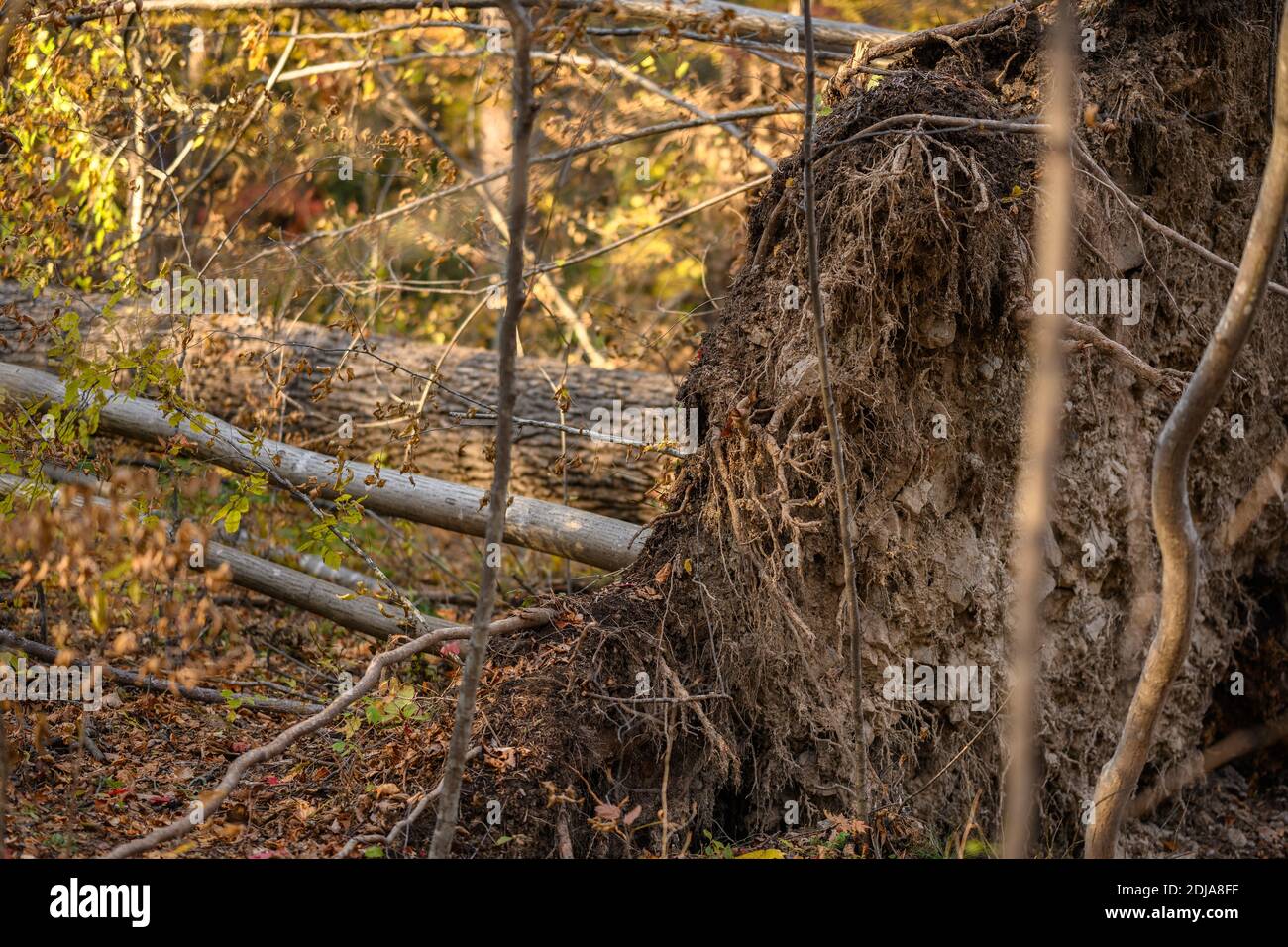 Broken trees and broken branches after a storm wind in the autumn ...