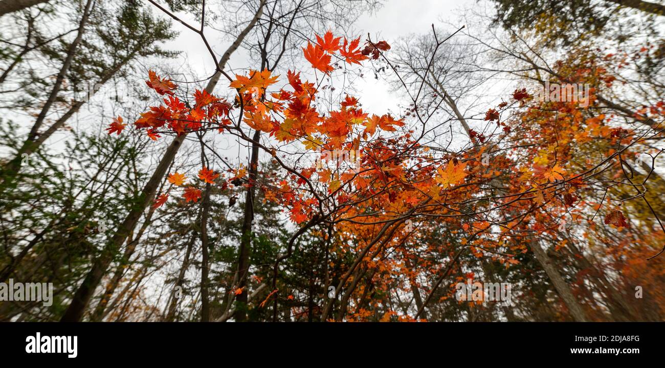 Autumn in forest - maple leaves in sunlight. Wide angle shot Stock ...