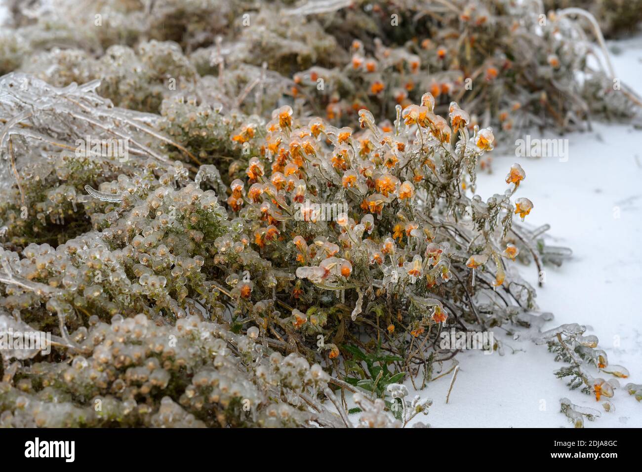 Flowers are covered with a crust of ice after icy rain. Natural ...
