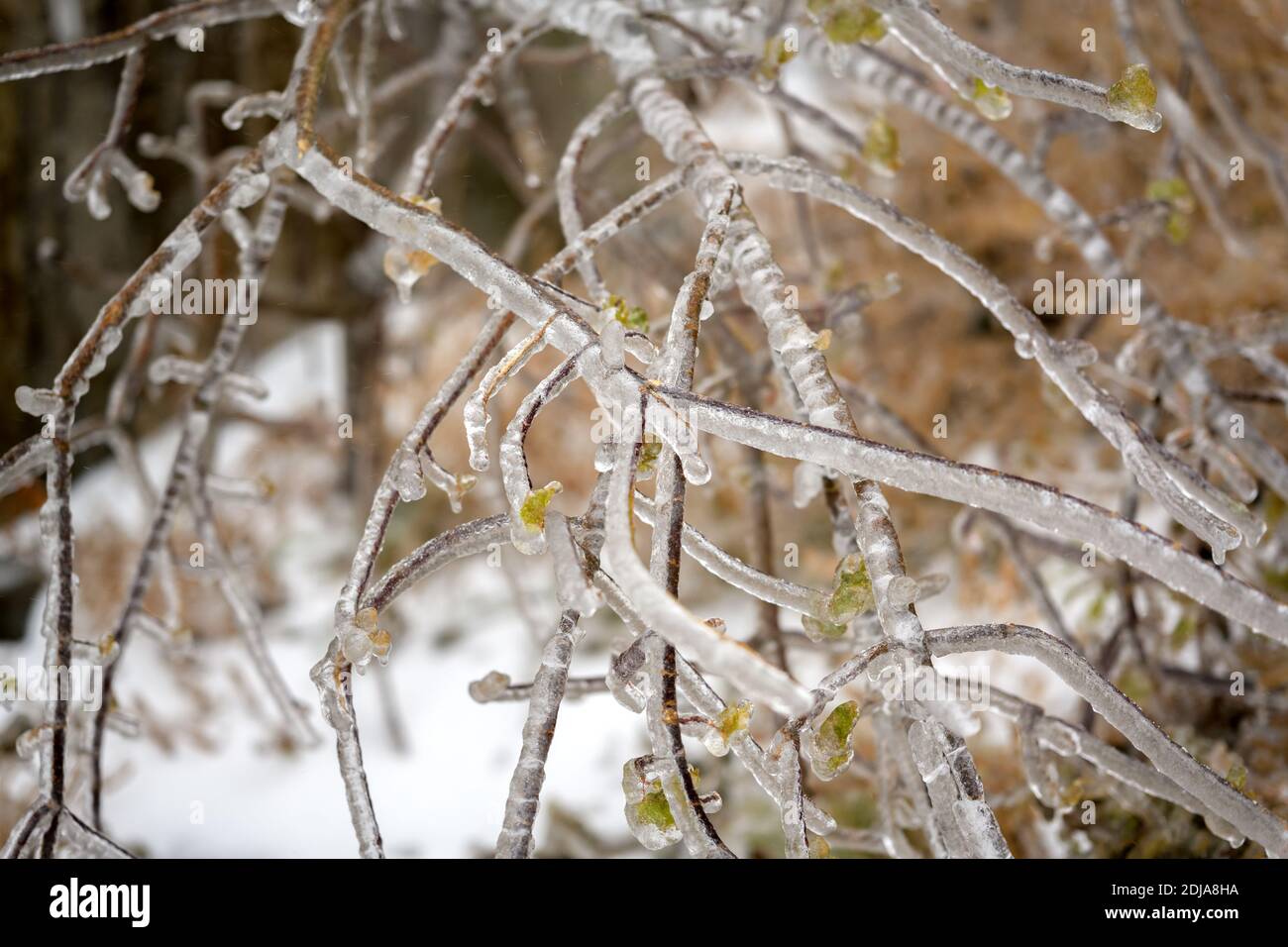 Trees are covered with a crust of ice after icy rain. Natural disaster ...