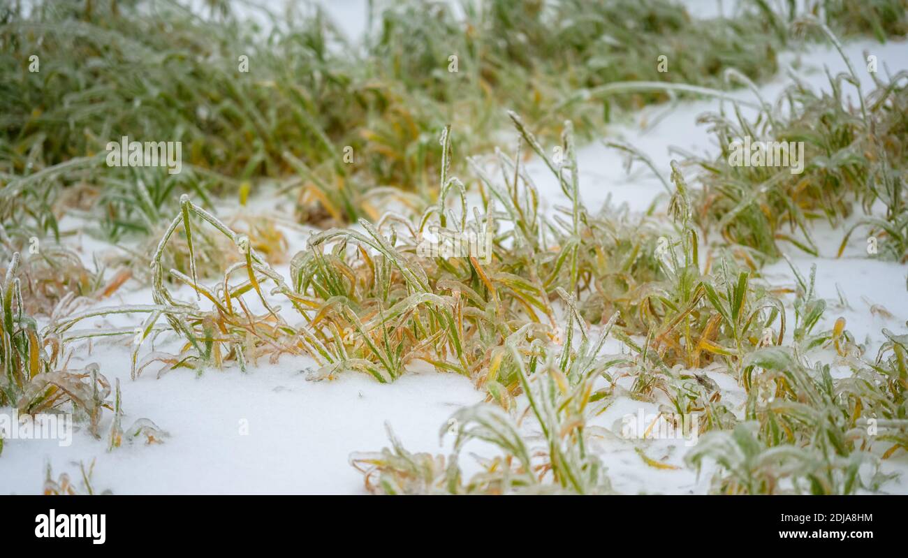 Grass are covered with a crust of ice after icy rain. Natural disaster ...