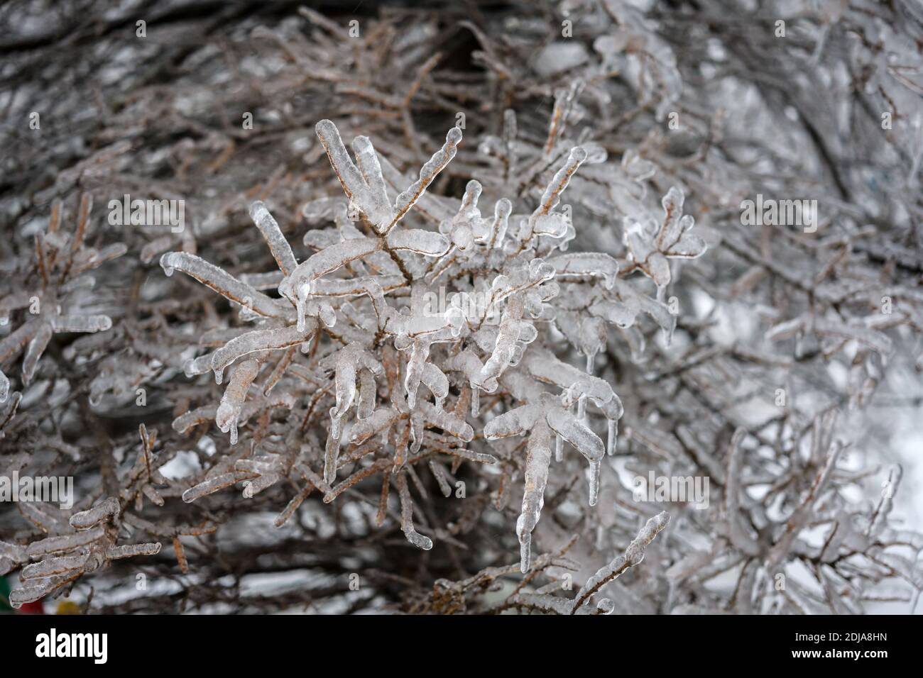 Silver rain trees hi-res stock photography and images - Alamy