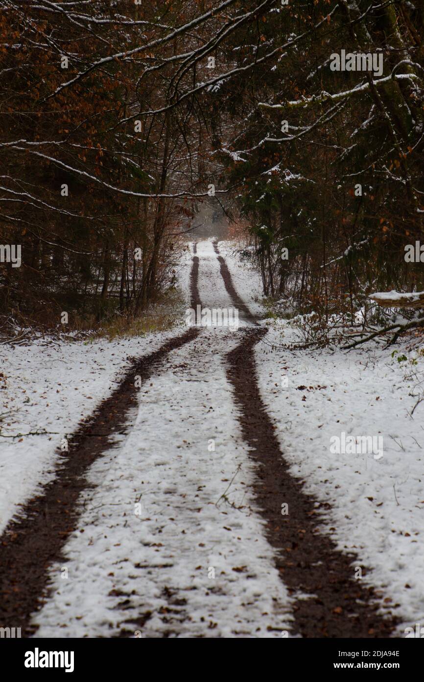 Car tracks in the snow on a dirt road leading through the forest in ...