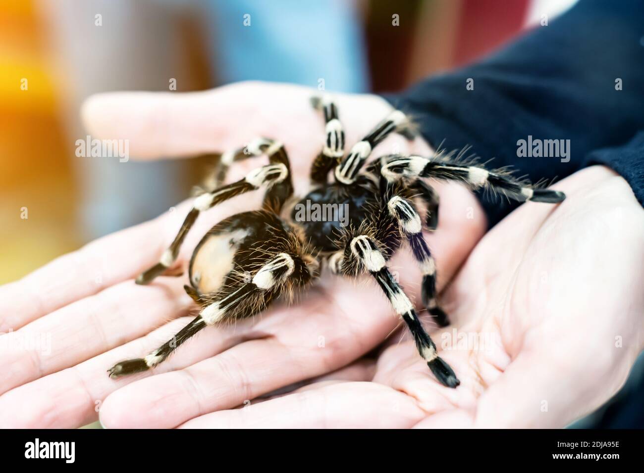 A large black spider on the palm of a man's hand. A man holding a ...