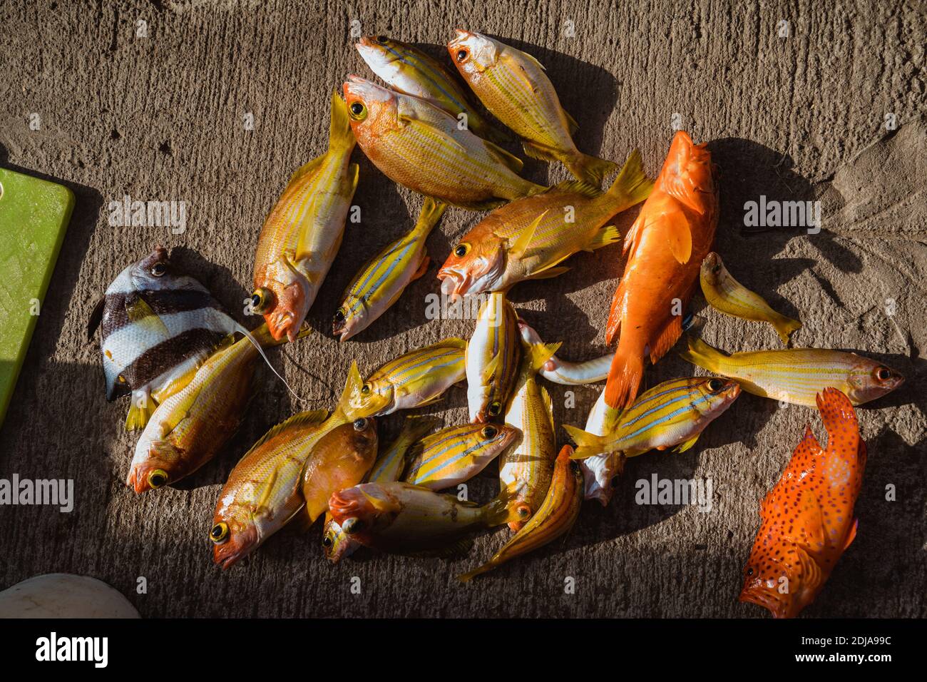 Various kinds of fish hi-res stock photography and images - Alamy