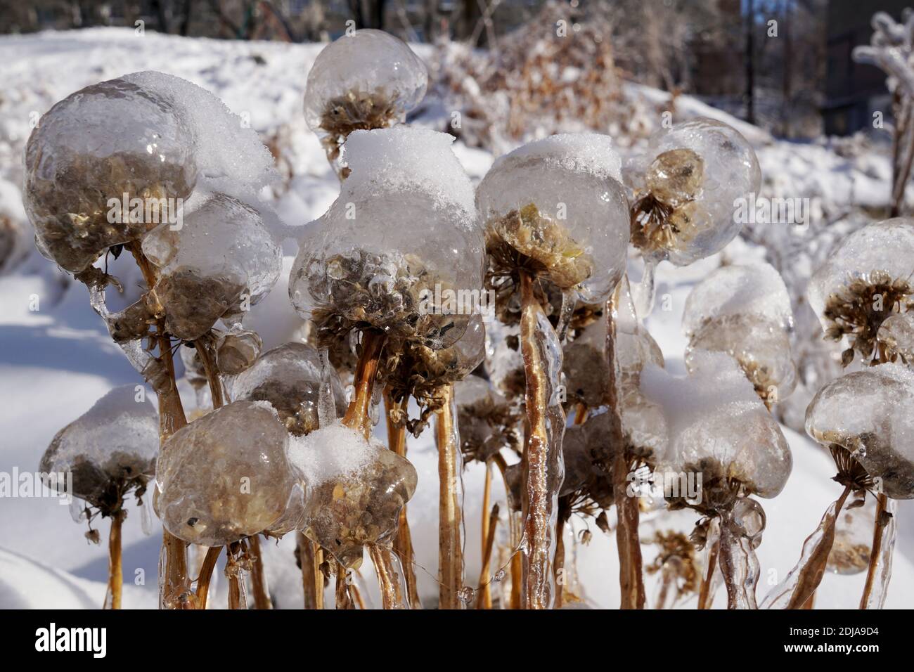 Flowers are still blooming, but a cold cyclone turned them into ice ...
