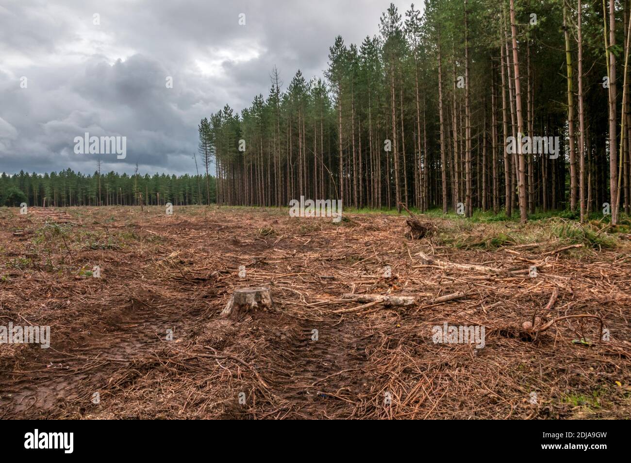 Felled forest hi-res stock photography and images - Alamy