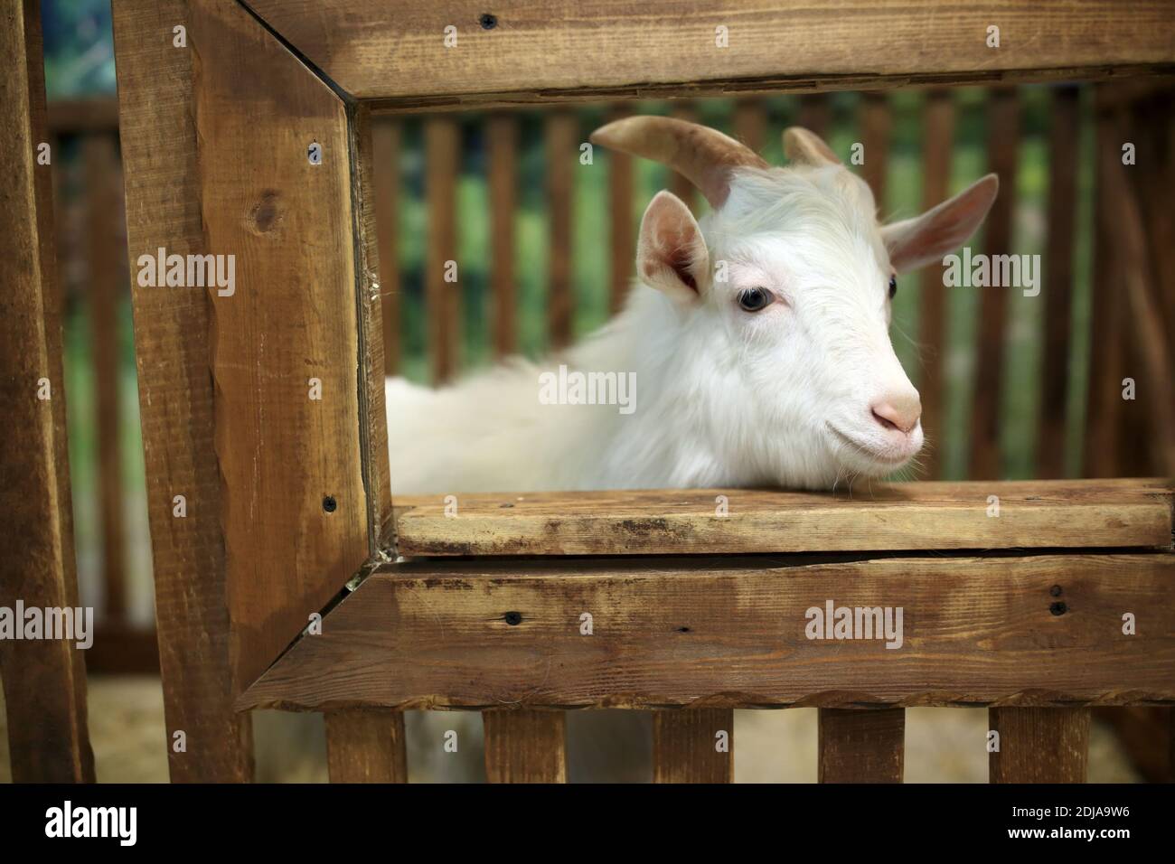 Goat in a wooden cage in zoo Stock Photo - Alamy