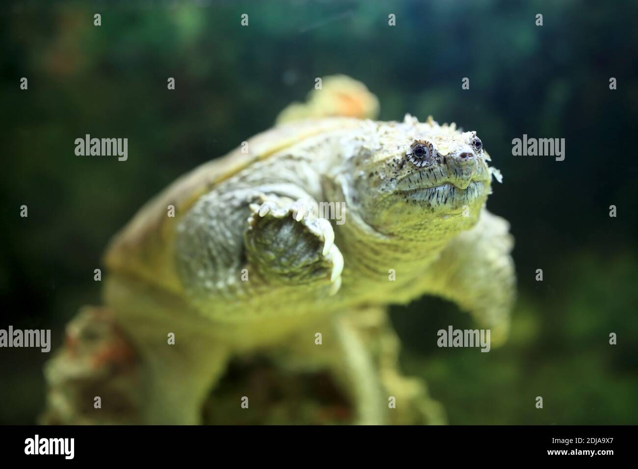 View of cayman turtle in a zoo Stock Photo - Alamy