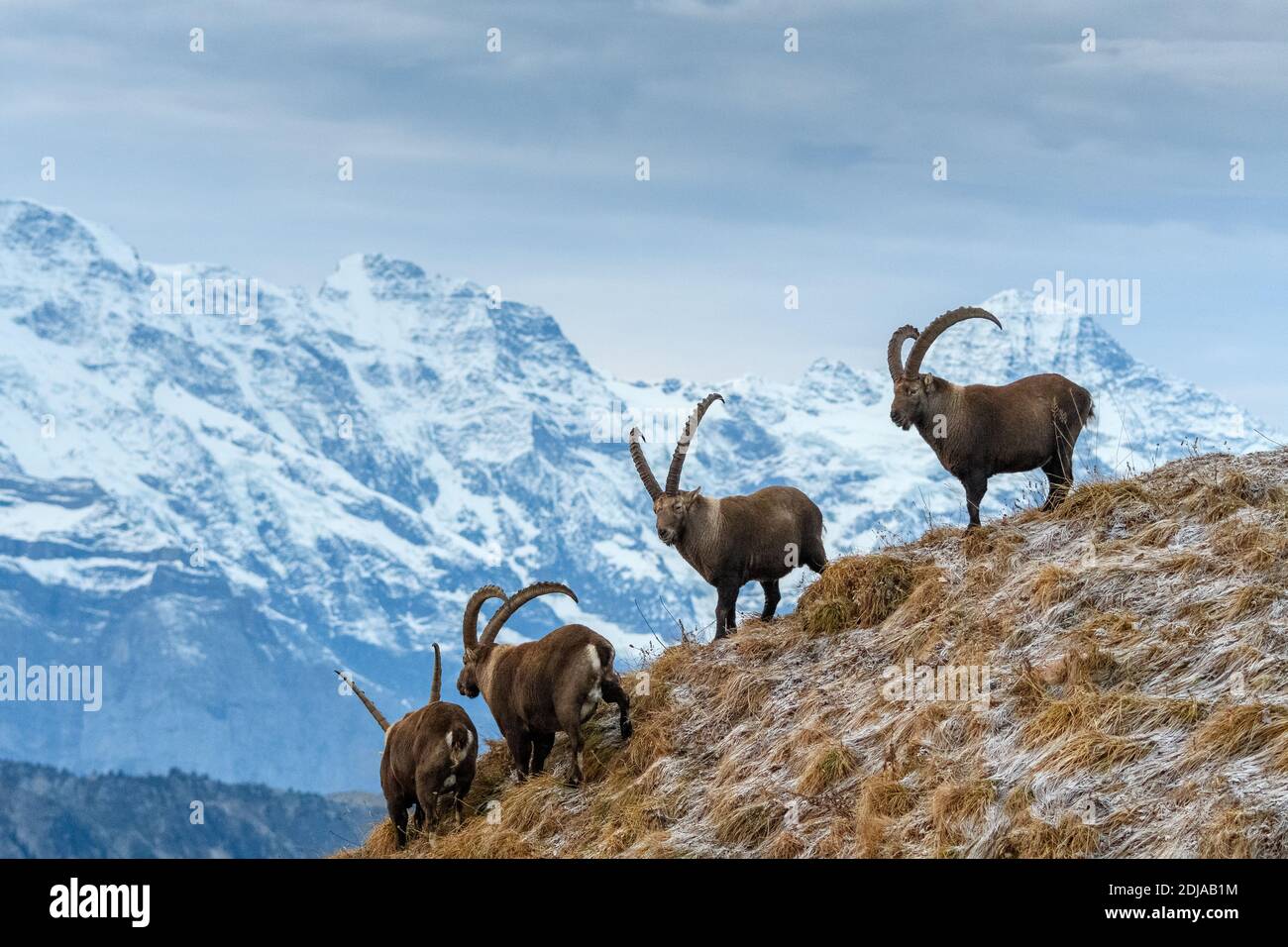 group of male ibex (young male ibex (Capra ibex) high above Lake Brienz ...