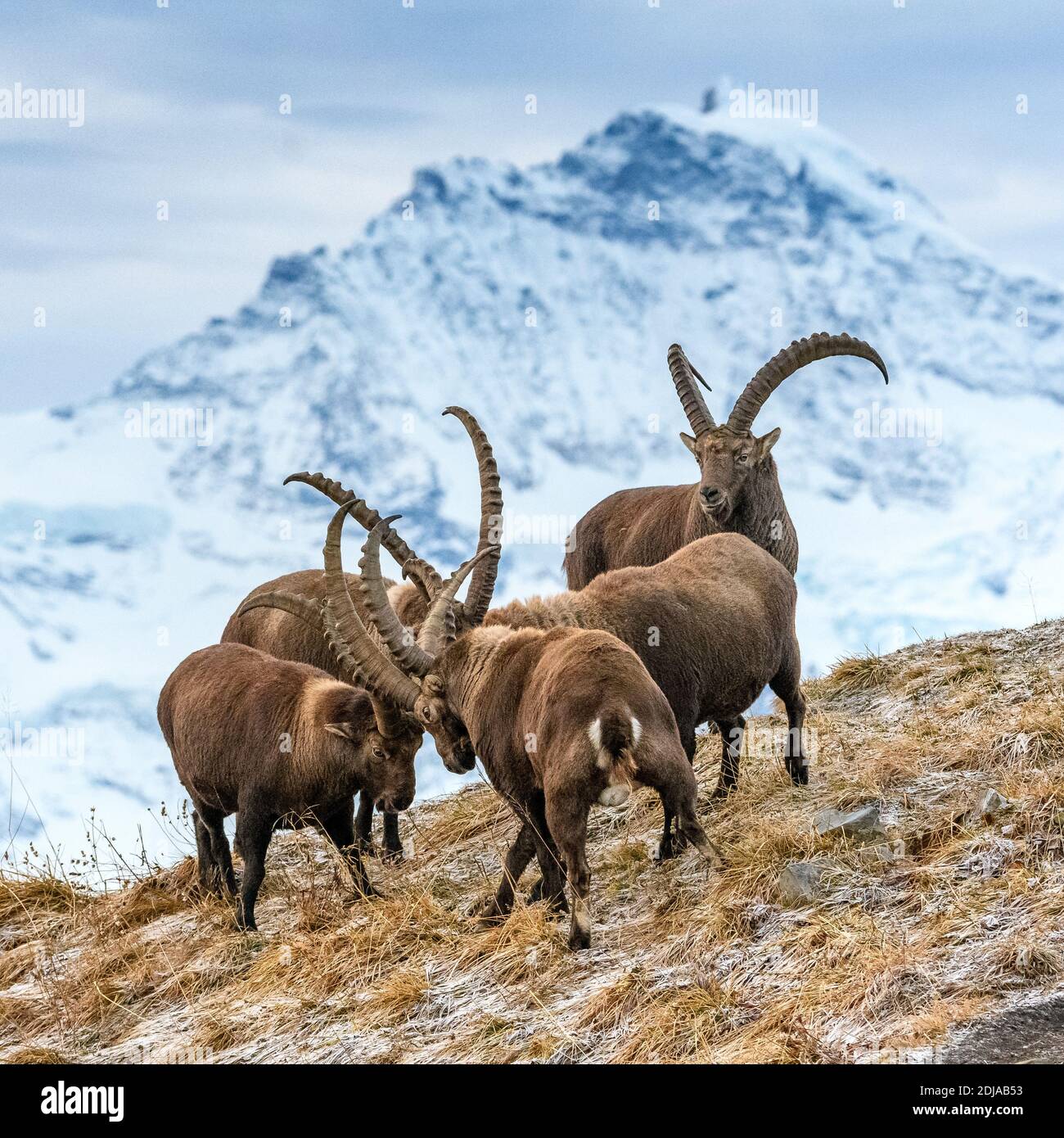 group of male ibex (young male ibex (Capra ibex) in front of Jungfrau ...