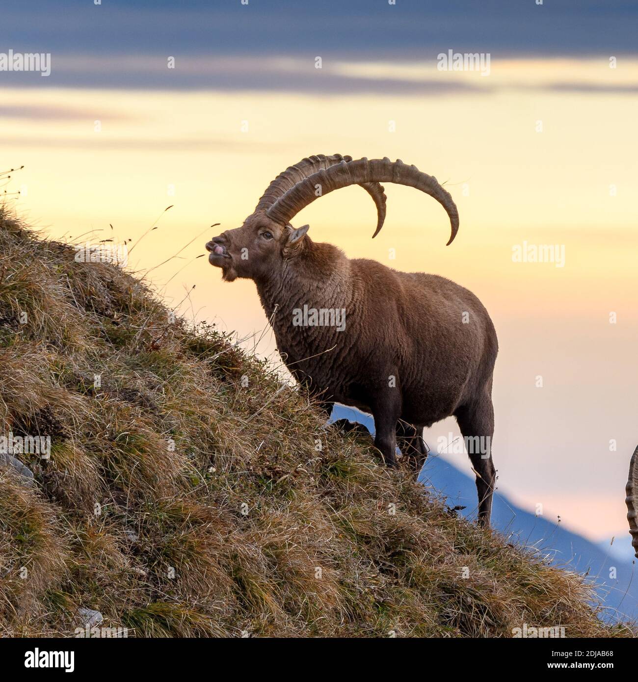 funny impressive male ibex on a ridge in the Bernese Alps at sunrise ...