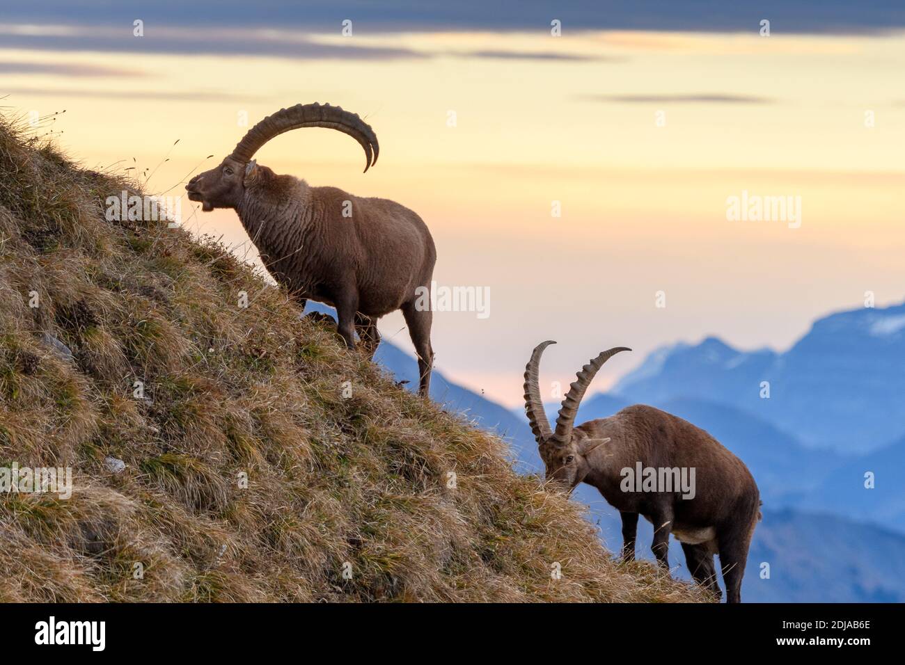 two impressive male ibex at sunrise in the bernese alps Stock Photo - Alamy