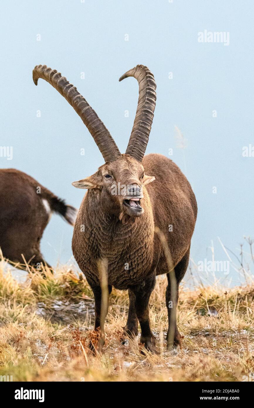 portrait of a funny impressive male ibex on a ridge in the Bernese Alps ...