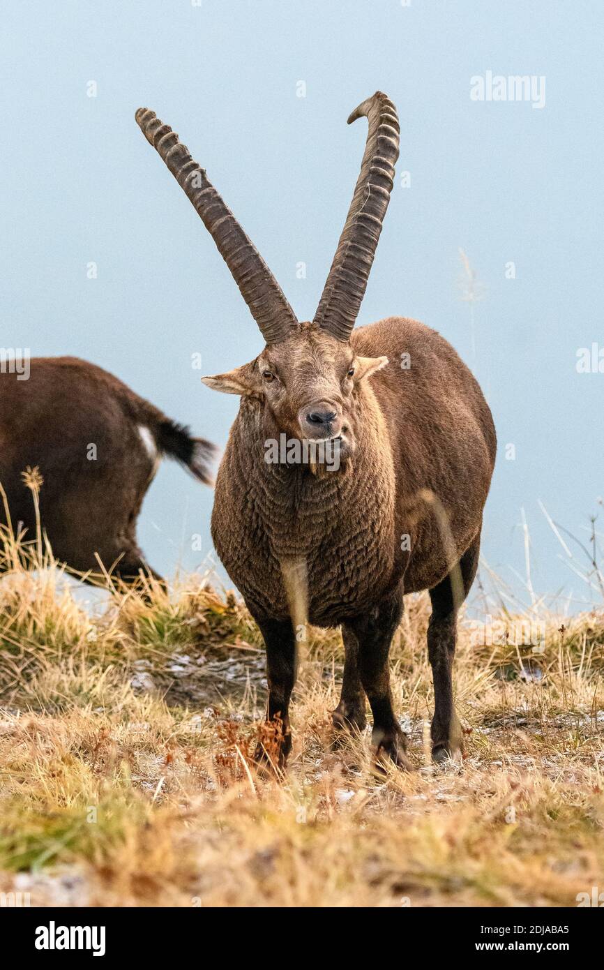 Impressive funny hi-res stock photography and images - Alamy