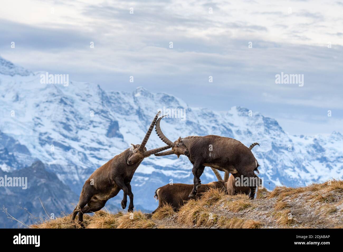 two impressive male ibex fighting in front of Bernese Alps Stock Photo ...