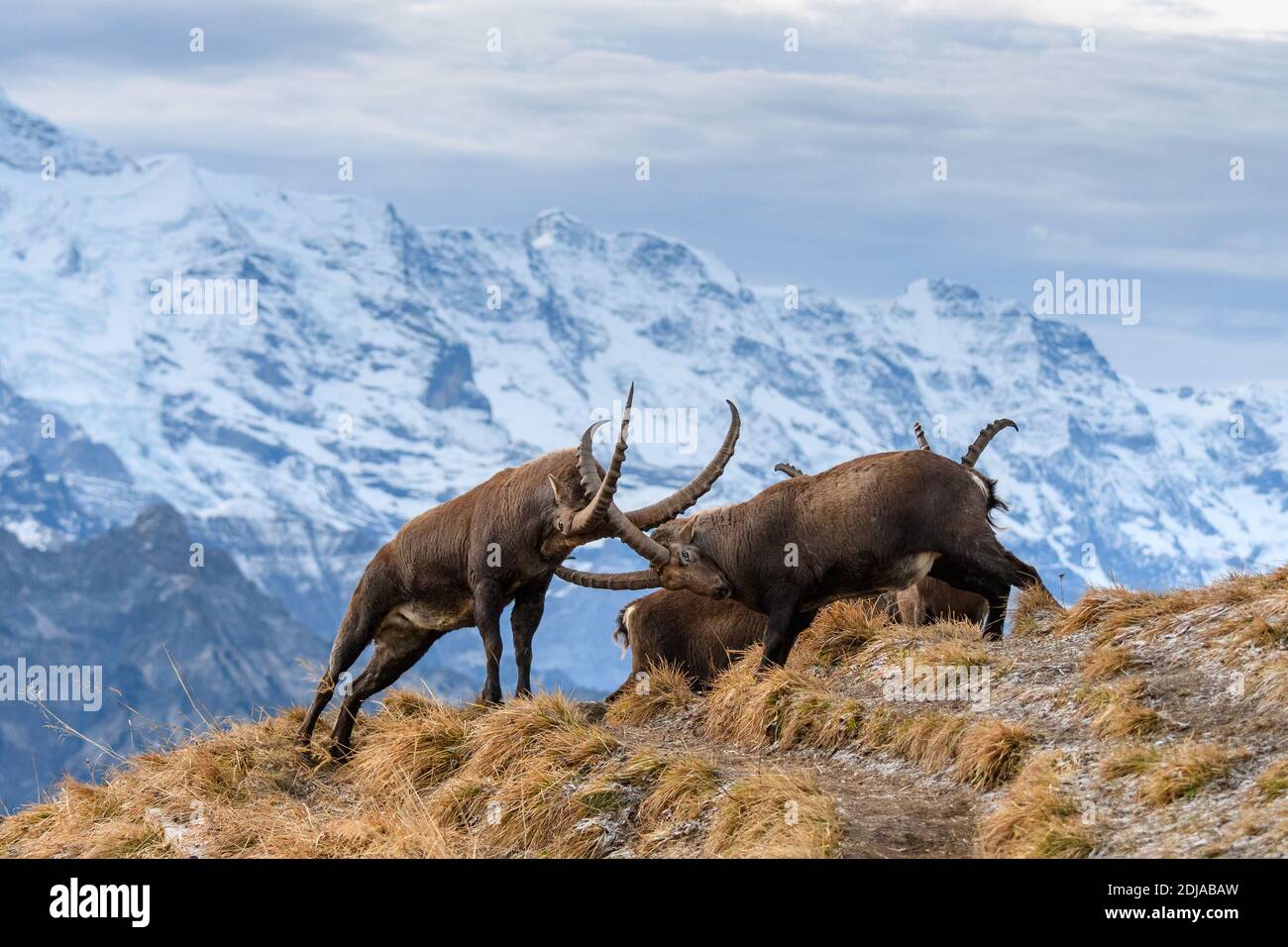 Ibex fighting hi-res stock photography and images - Alamy