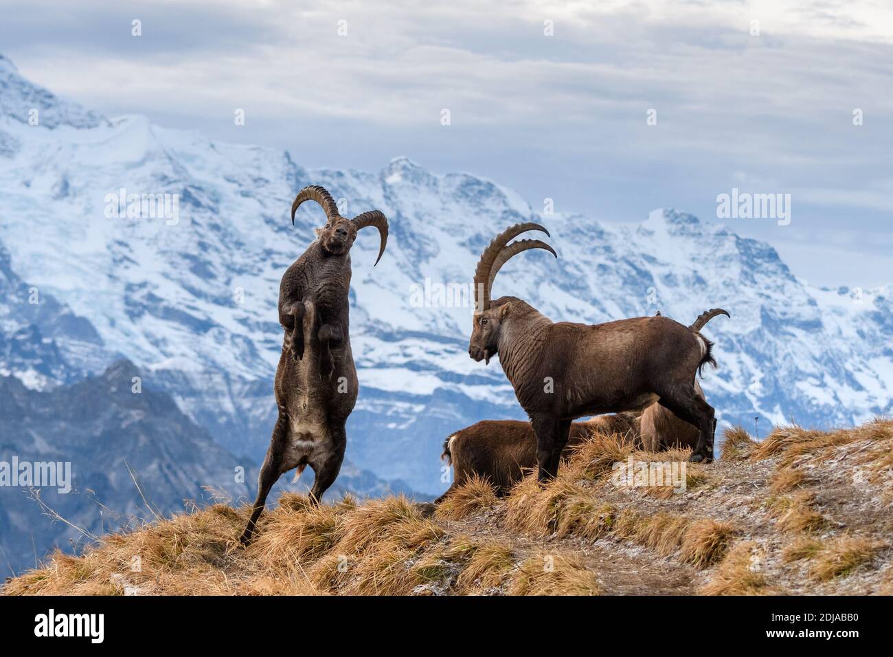 Ibex fighting hi-res stock photography and images - Alamy