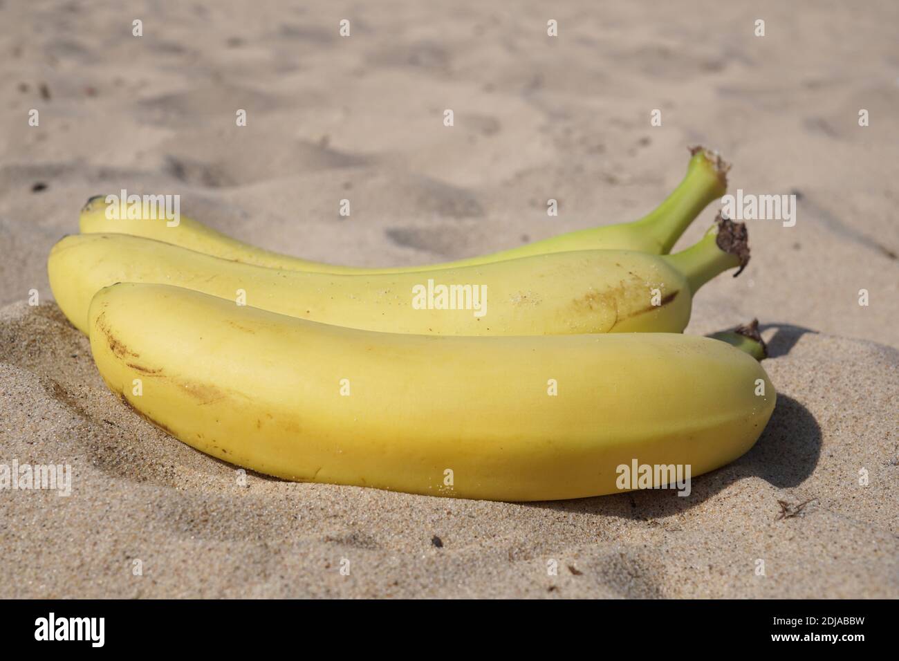 Three of yellow bananas on the sandy shore, USA. State of Michigan ...