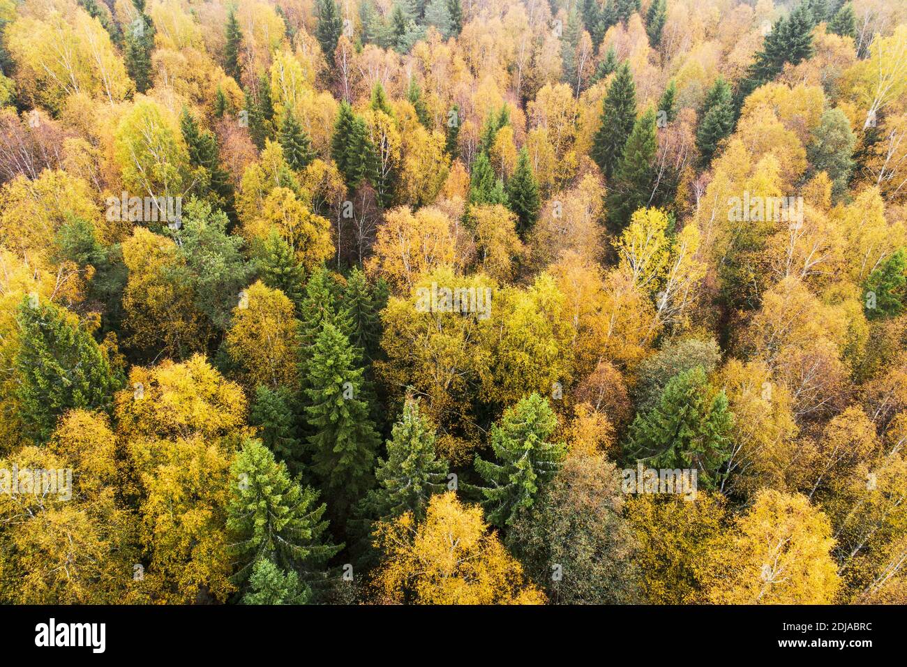 Aerial of lush wild boreal forest during colorful autumn foliage in ...