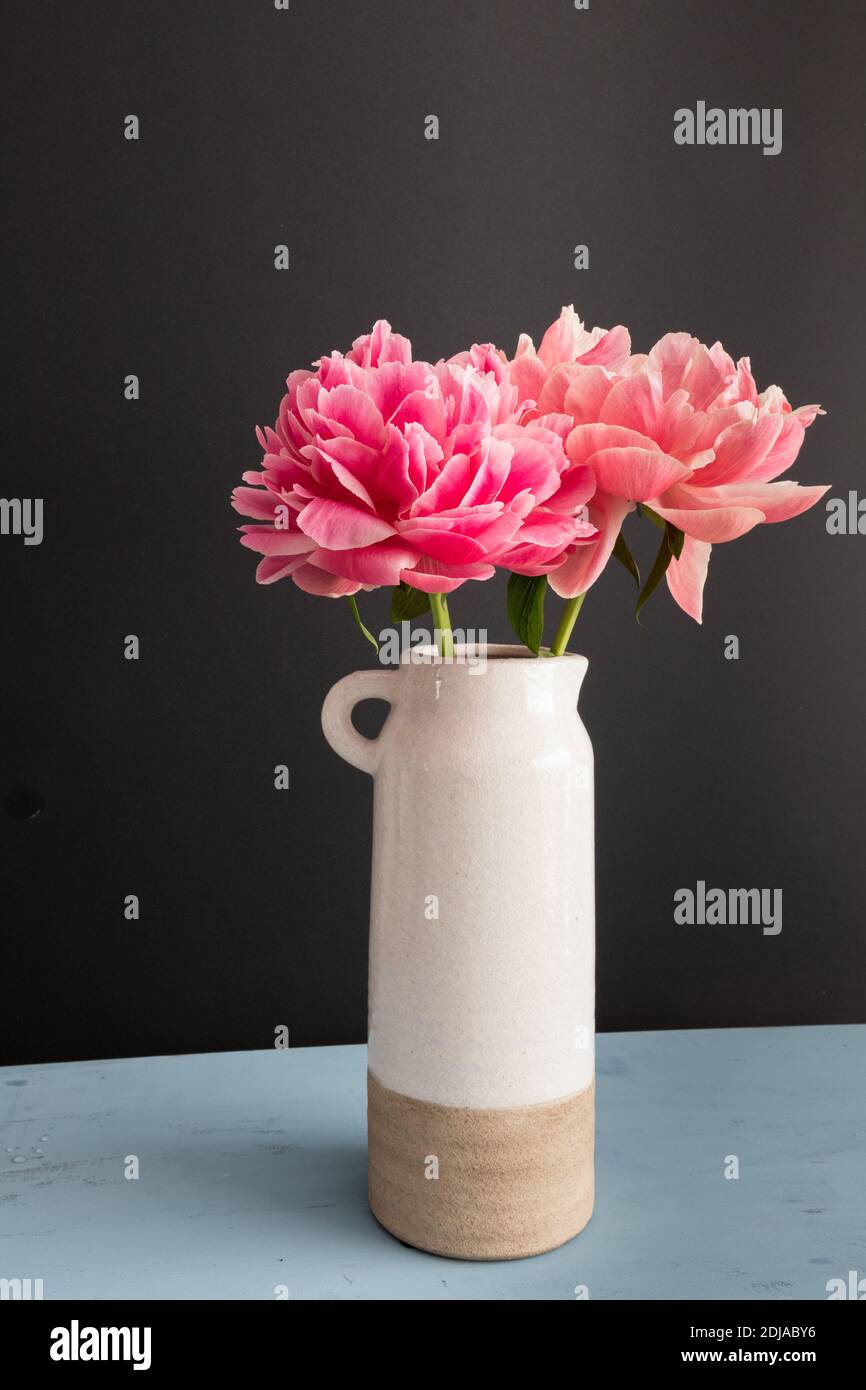 Two pink peonies hi-res stock photography and images - Alamy