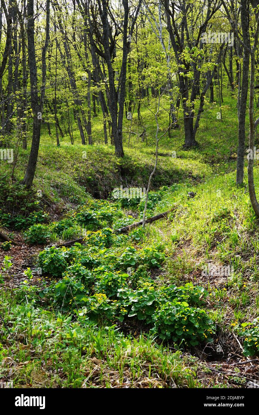 Beautiful dense trees with green foliage hi-res stock photography and ...