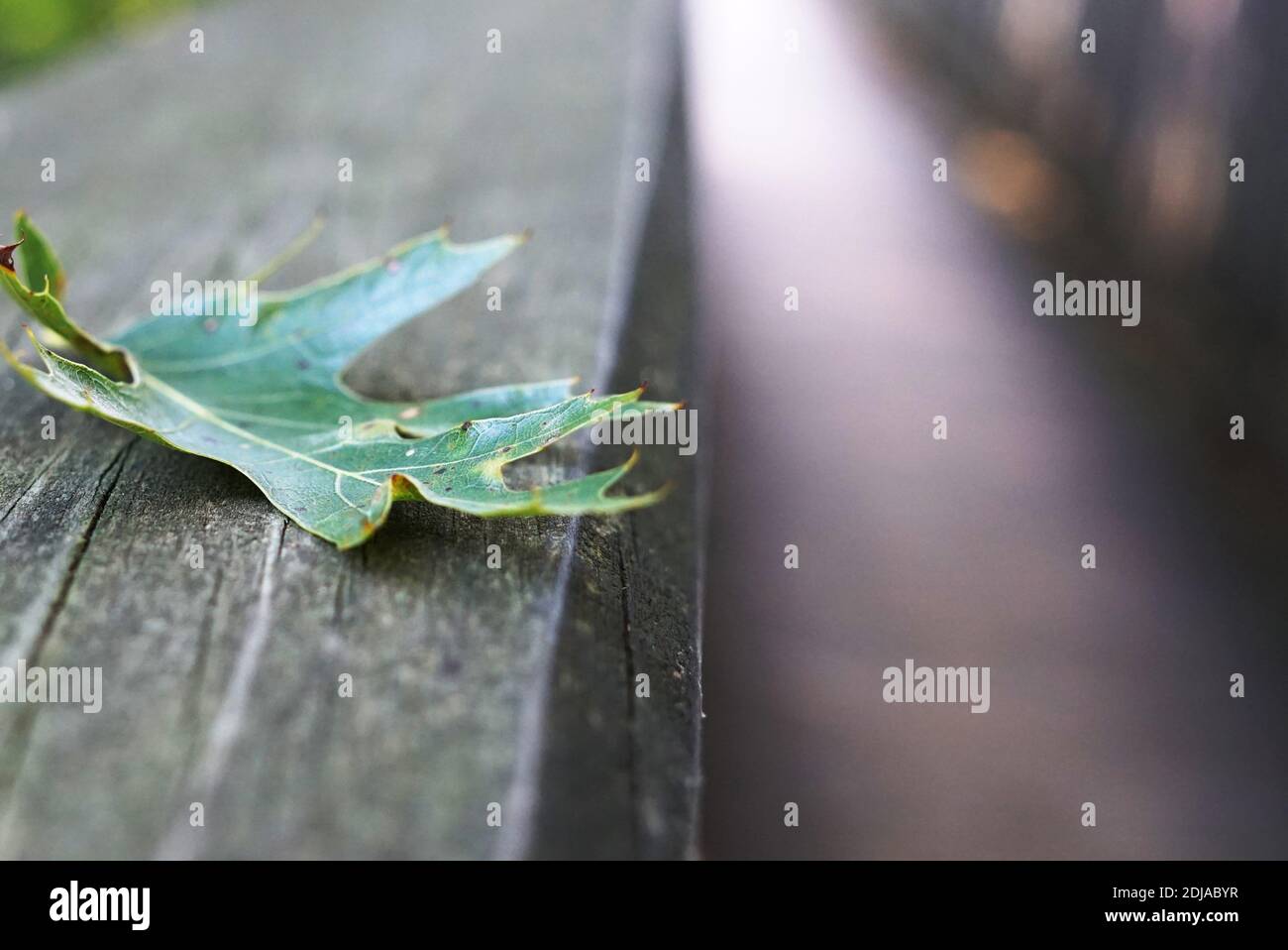A fallen oak leaf on an old wooden handrail against the sunlit footpath ...